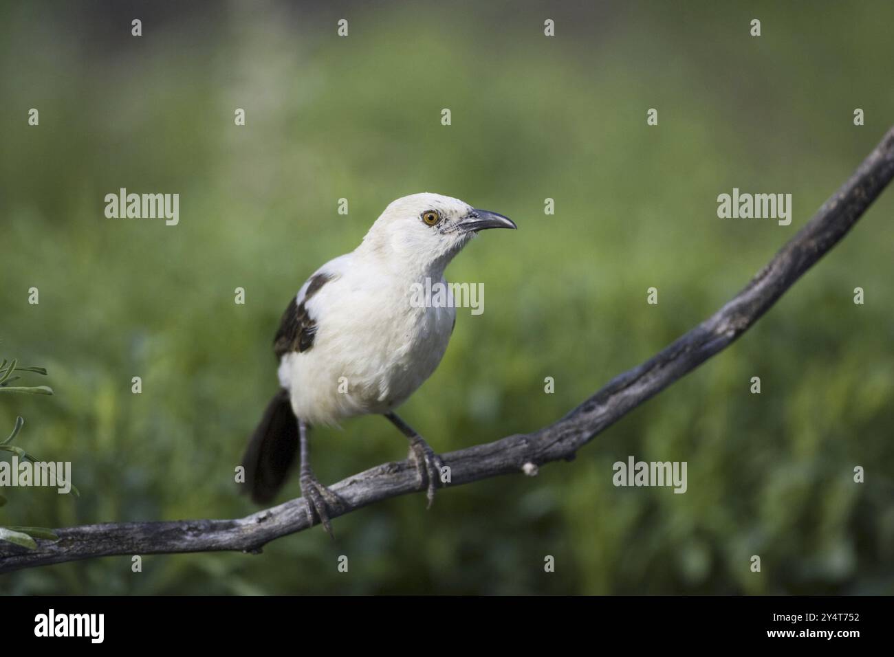Magpie Thrush, (Turdoides bicolor), Magpie Thrush on a branch Farm ...