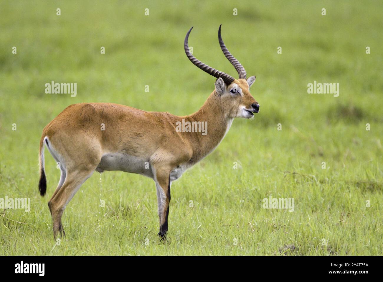 Greater antelope, (Kobus leche), Greater antelope buck, Mahango NP ...