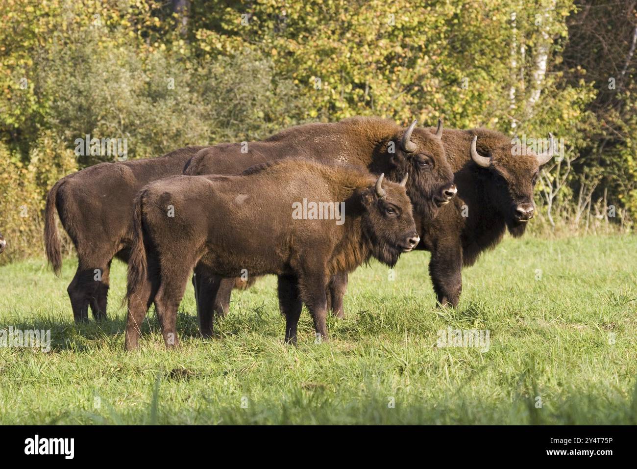 Bison, bison, group, (Bison bosanus), family, several Stock Photo - Alamy