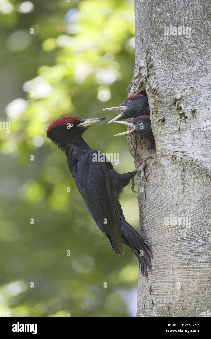 A black woodpecker feeding its young at the breeding den, (Dryocopus ...