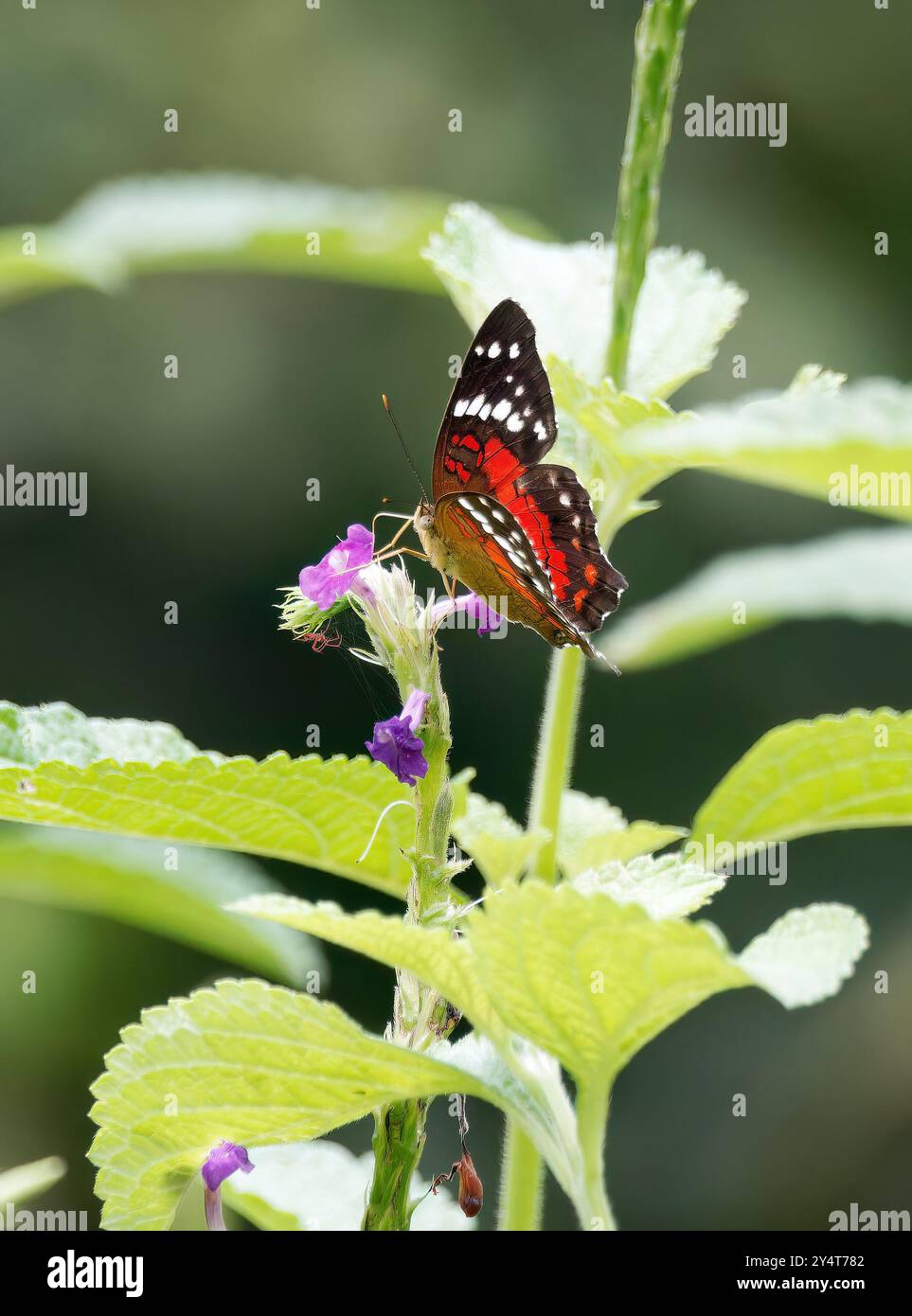 brown peacock, scarlet peacock, red peacock, Anartia amathea, Yasuní ...
