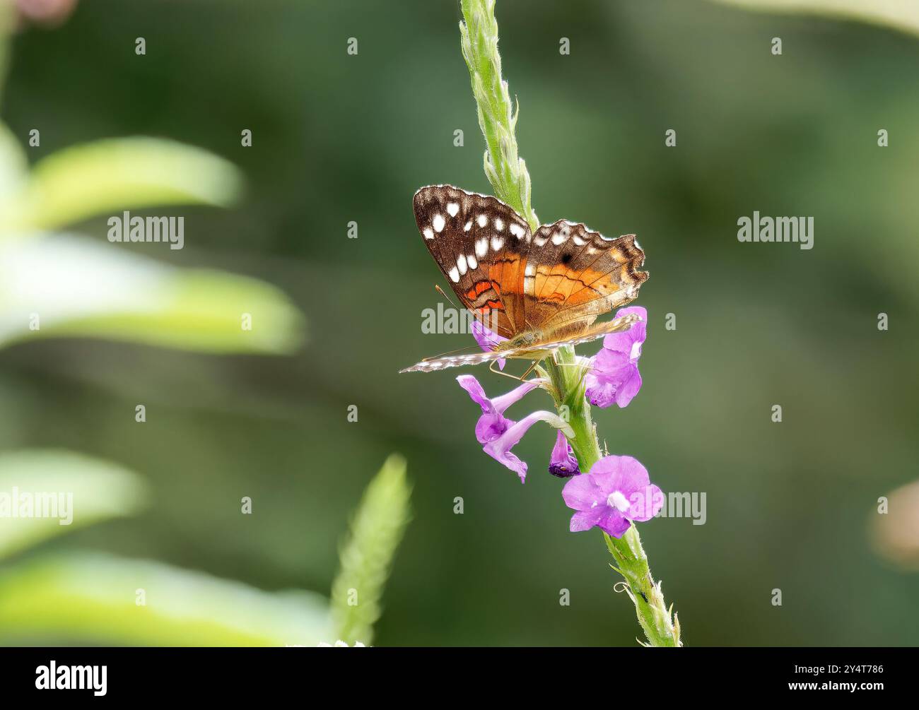 brown peacock, scarlet peacock, red peacock, Anartia amathea, Yasuní ...