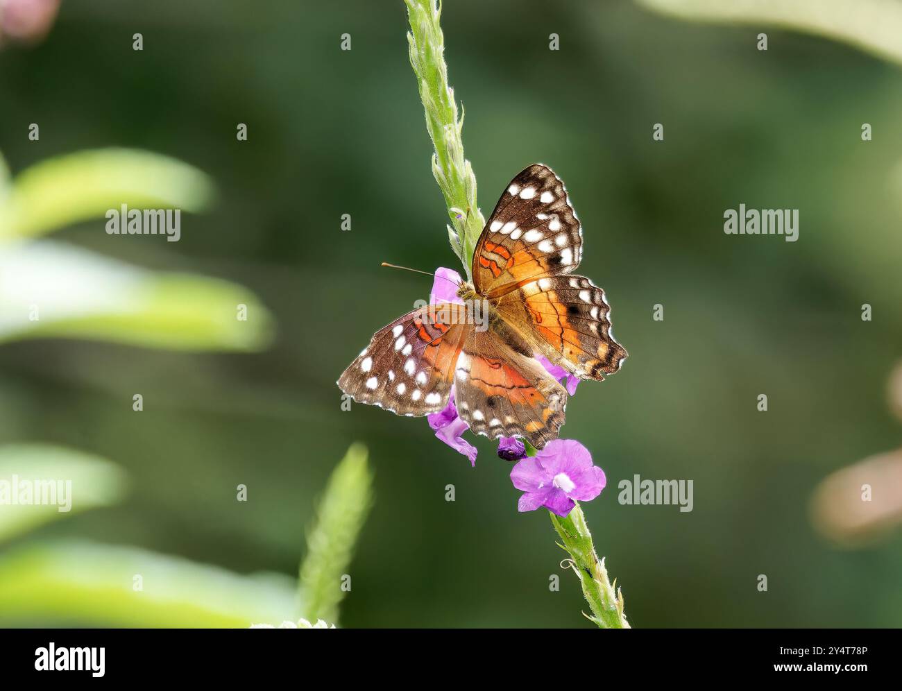 brown peacock, scarlet peacock, red peacock, Anartia amathea, Yasuní ...