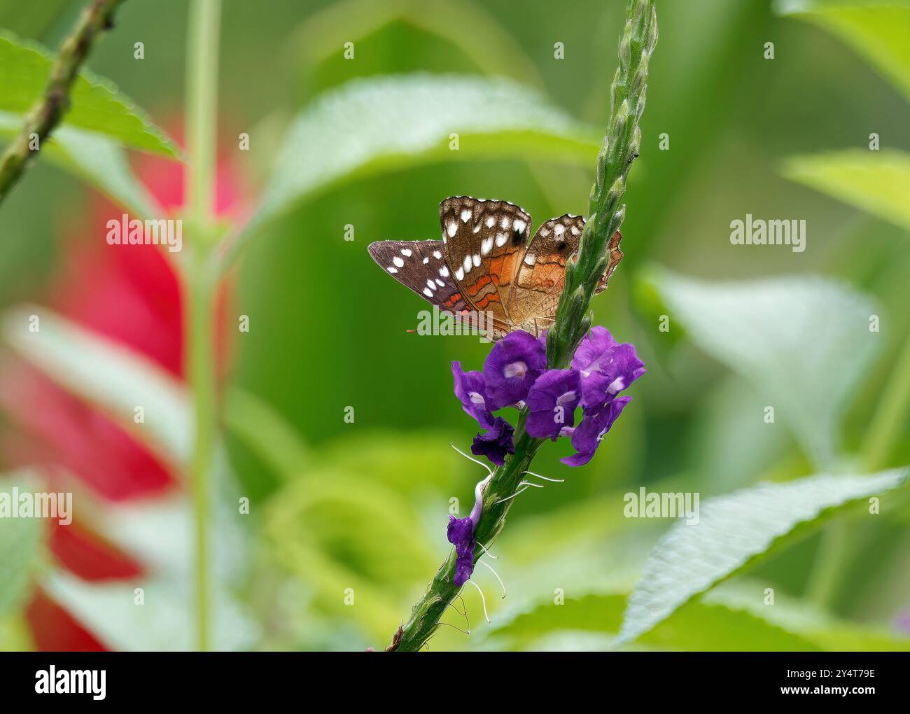 brown peacock, scarlet peacock, red peacock, Anartia amathea, Yasuní ...