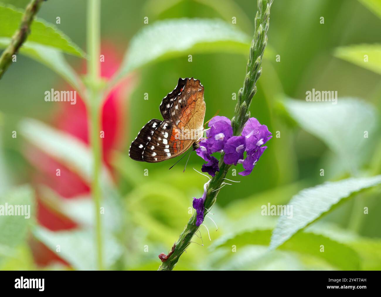 brown peacock, scarlet peacock, red peacock, Anartia amathea, Yasuní ...