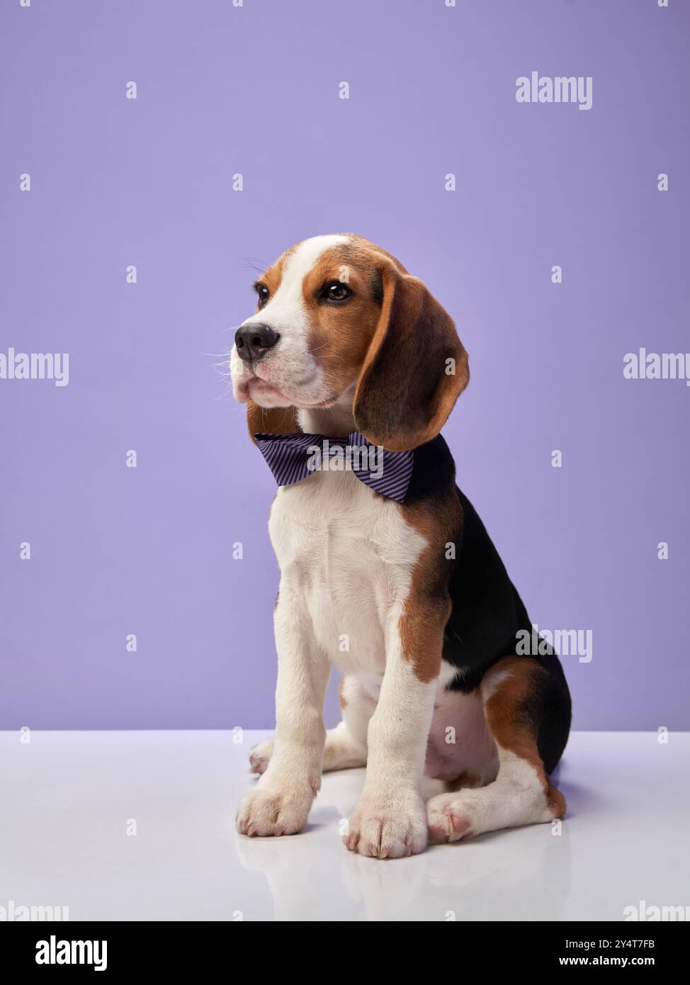 A Beagle dressed in a bow tie sits against a pastel purple background ...