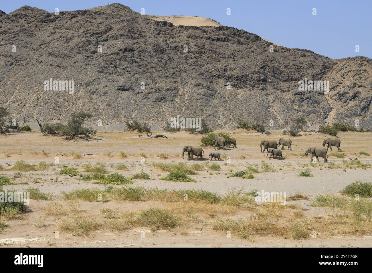 Desert elephants (Loxodonta africana) in the Huab dry river, Damaraland ...