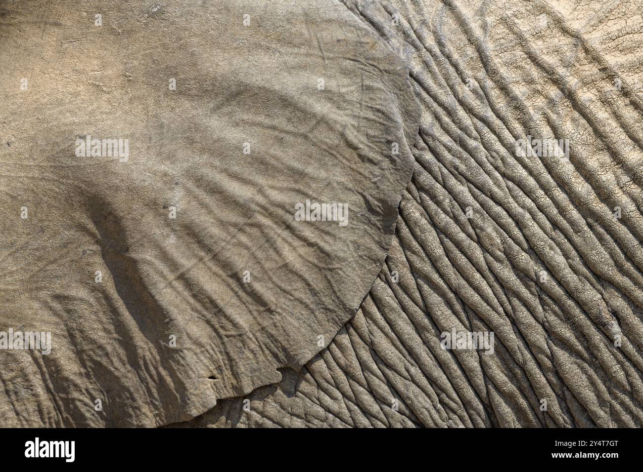 African elephant ear skin detail hi-res stock photography and images ...