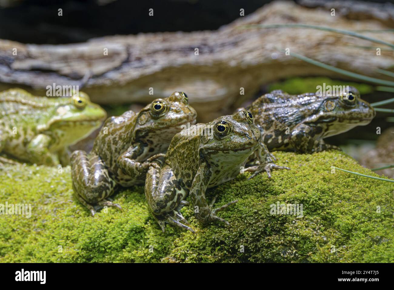 Sea frog (Pelophylax ridibundus), order of frogs in the family of true ...