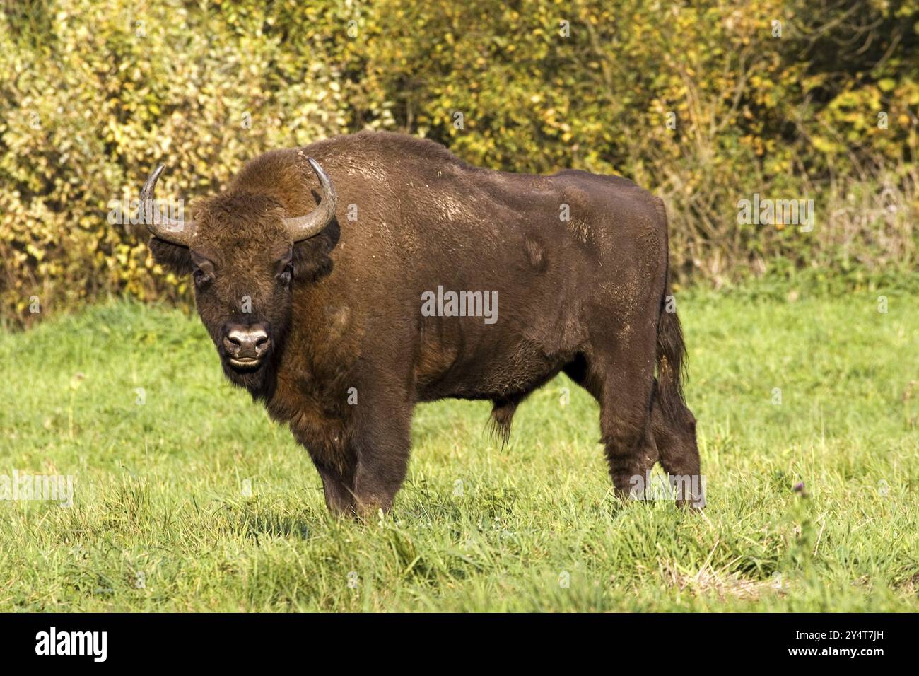 Bison, bison, single animal, (Bison bosanus Stock Photo - Alamy