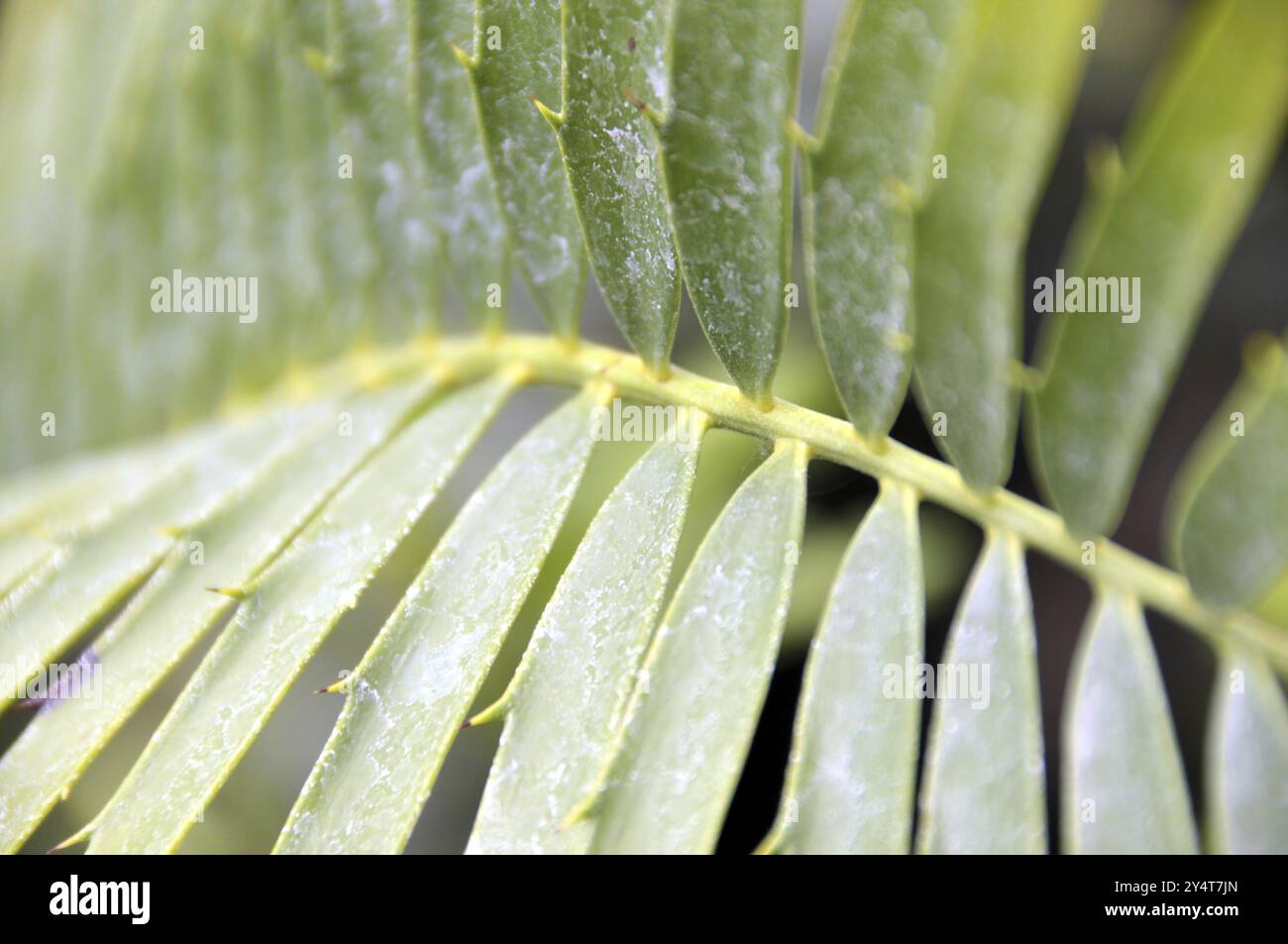 Bread palm fern, Encephalartos transvenosus, South Africa, Africa Stock ...