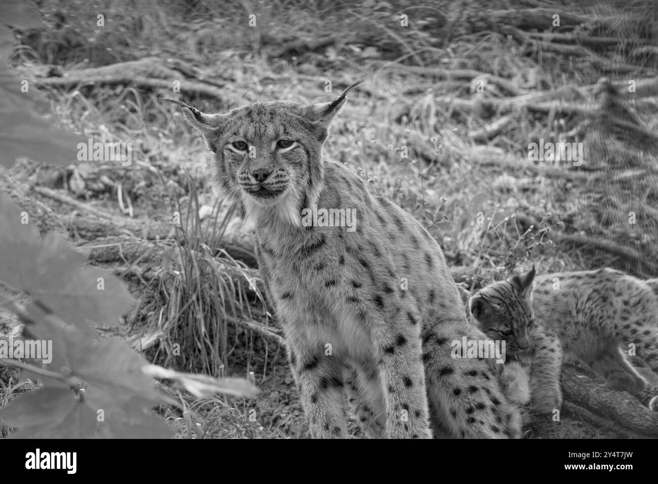 Baby lynx Black and White Stock Photos & Images - Alamy