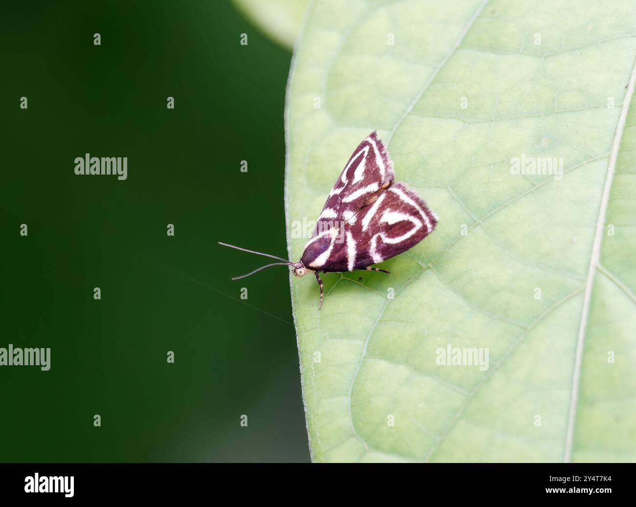Moth lepidoptera ecuador hi-res stock photography and images - Alamy