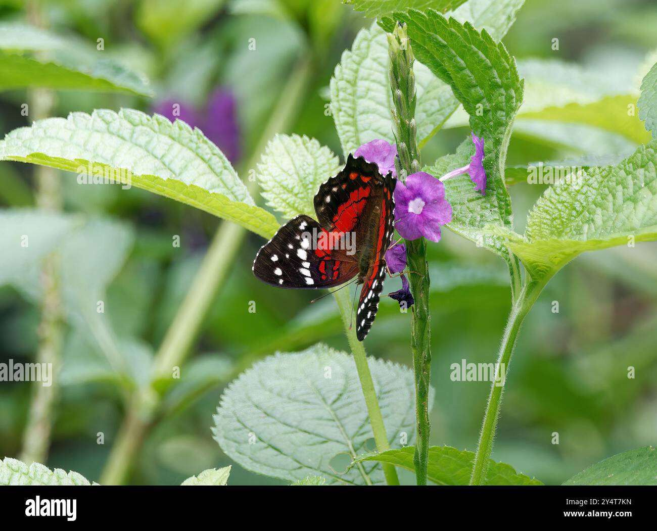 brown peacock, scarlet peacock, red peacock, Anartia amathea, Yasuní ...