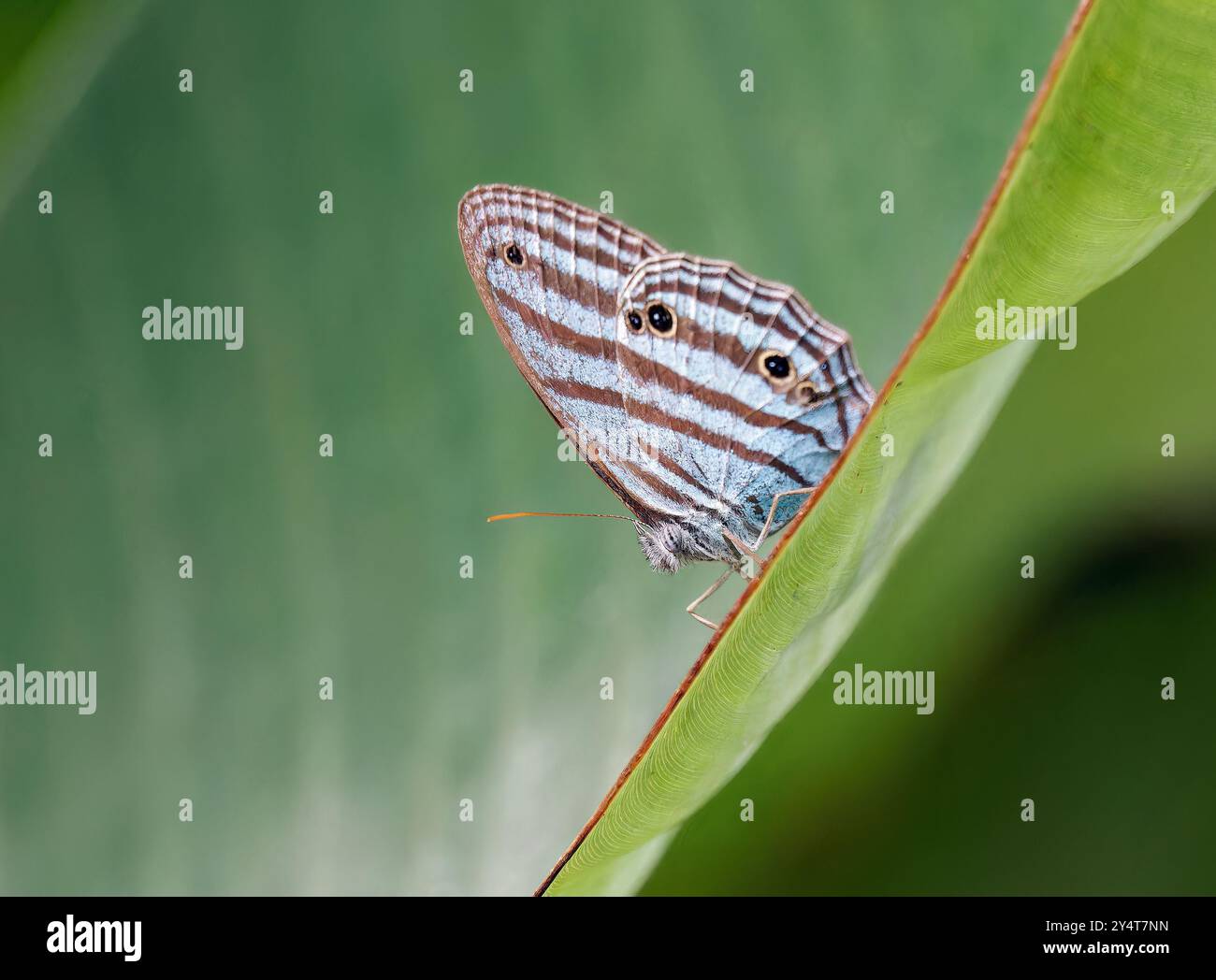 Cepheuptychia hi-res stock photography and images - Alamy