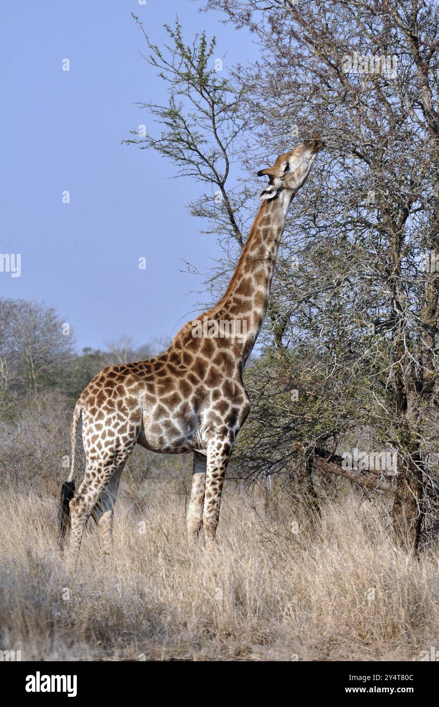 Female Giraffe in Africa with a calf Stock Photo - Alamy