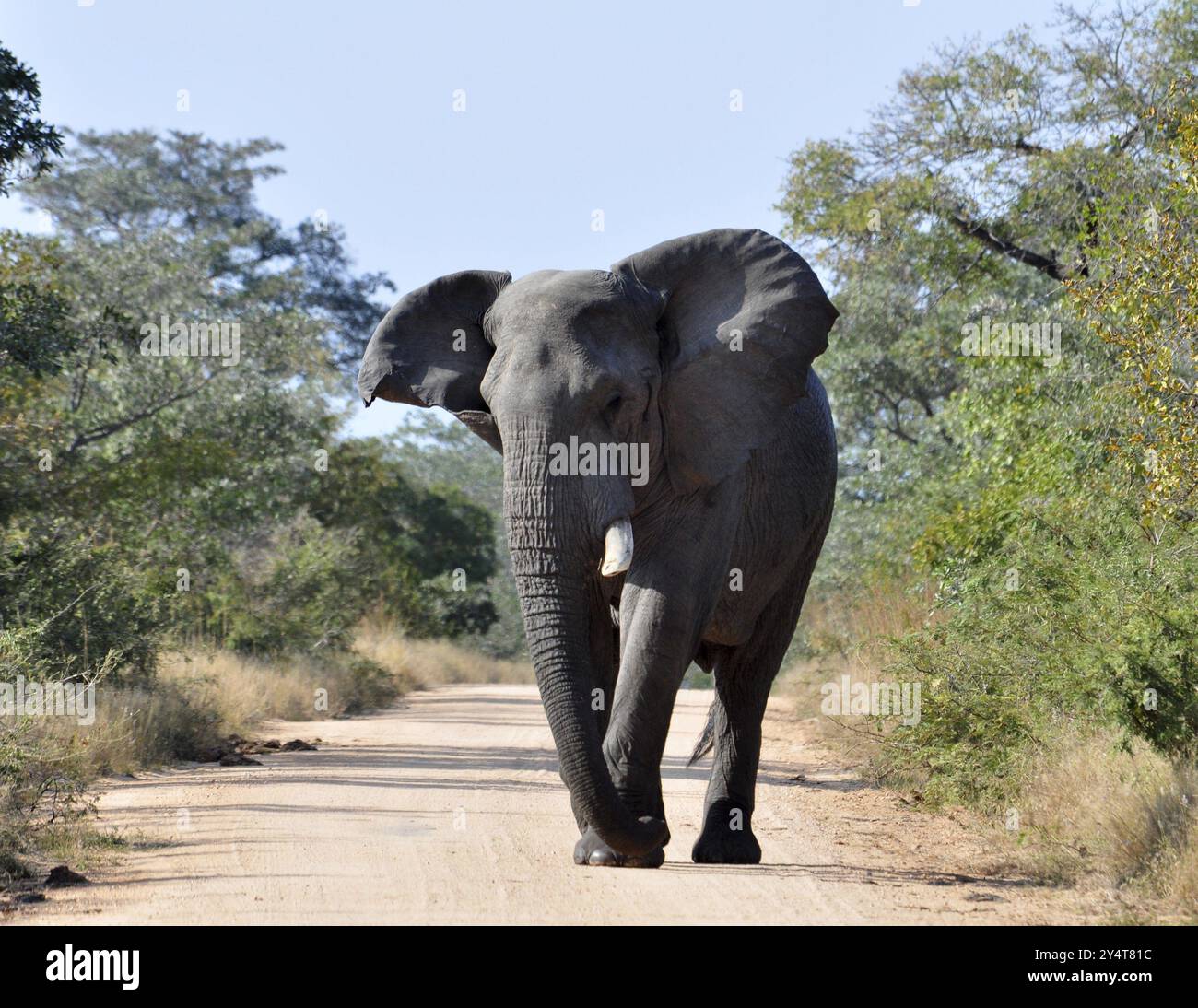 An aggressive African Elephant in the Kruger Park, South Africa, Africa ...