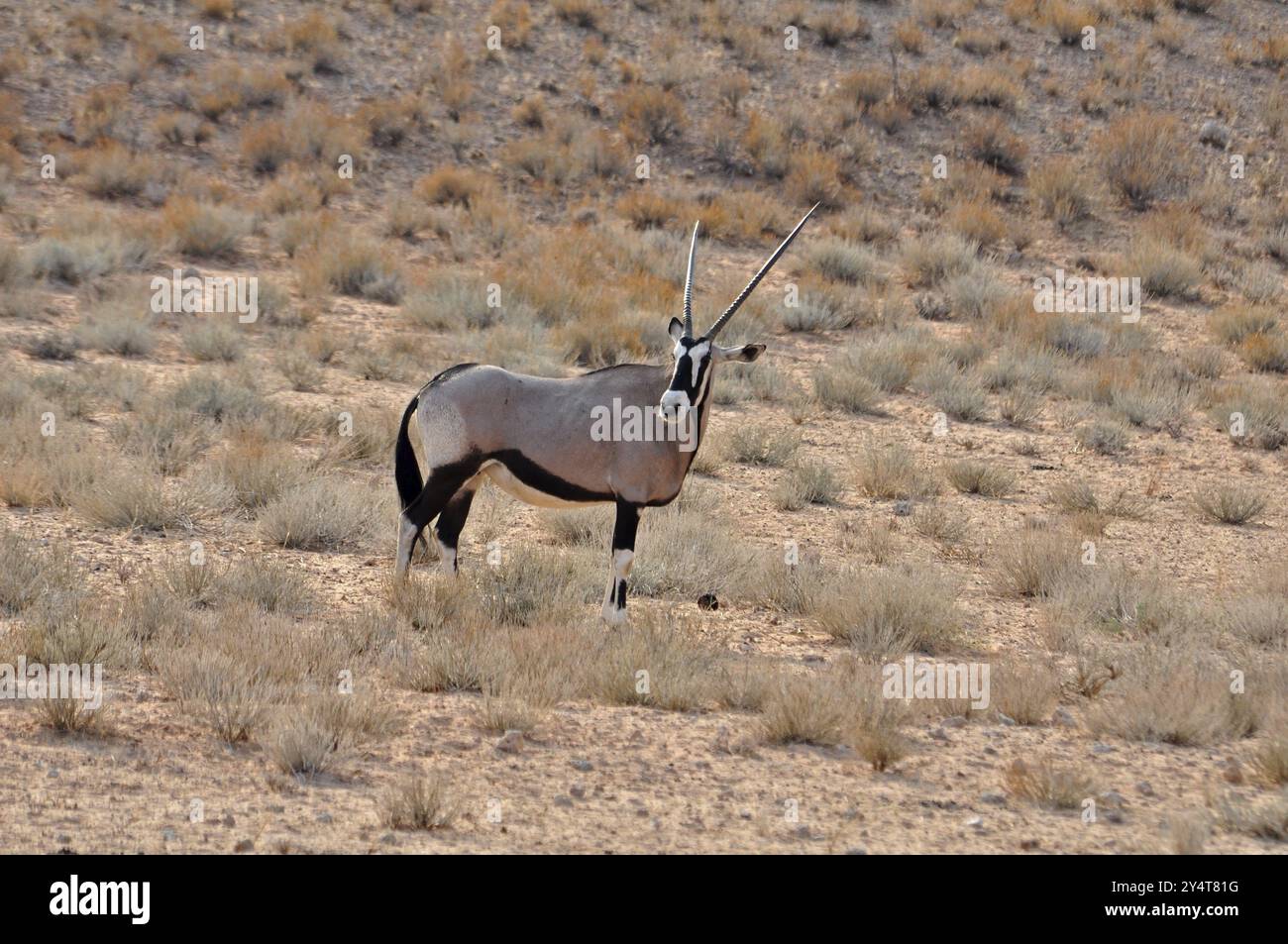 Female Gemsbok Antelope in the Kgalagadi Transfrontier Park, Southern ...
