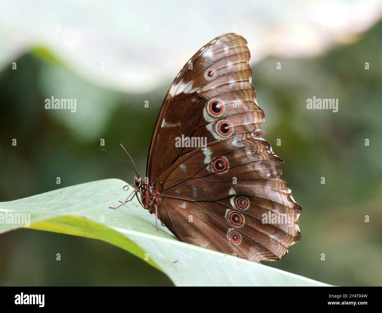 Menelaus blue morpho, Morpho bleu, Morpho menelaus occidentalis, Yasuní ...