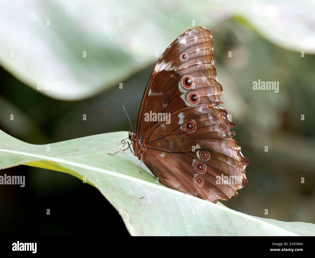 Menelaus blue morpho, Morpho bleu, Morpho menelaus occidentalis, Yasuní National Park, Ecuador ...