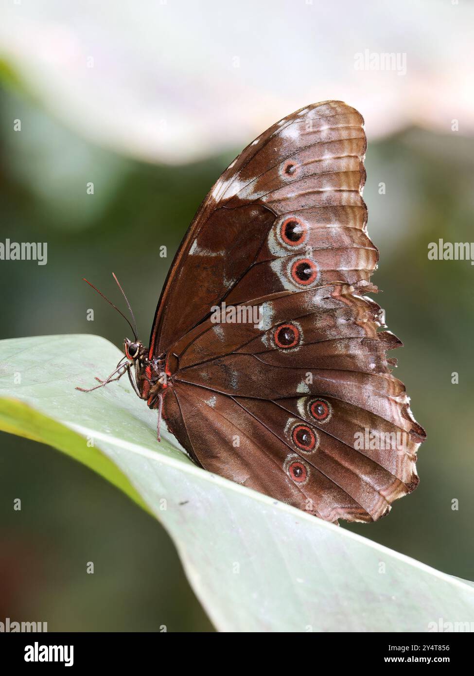 Menelaus blue morpho, Morpho bleu, Morpho menelaus occidentalis, Yasuní ...
