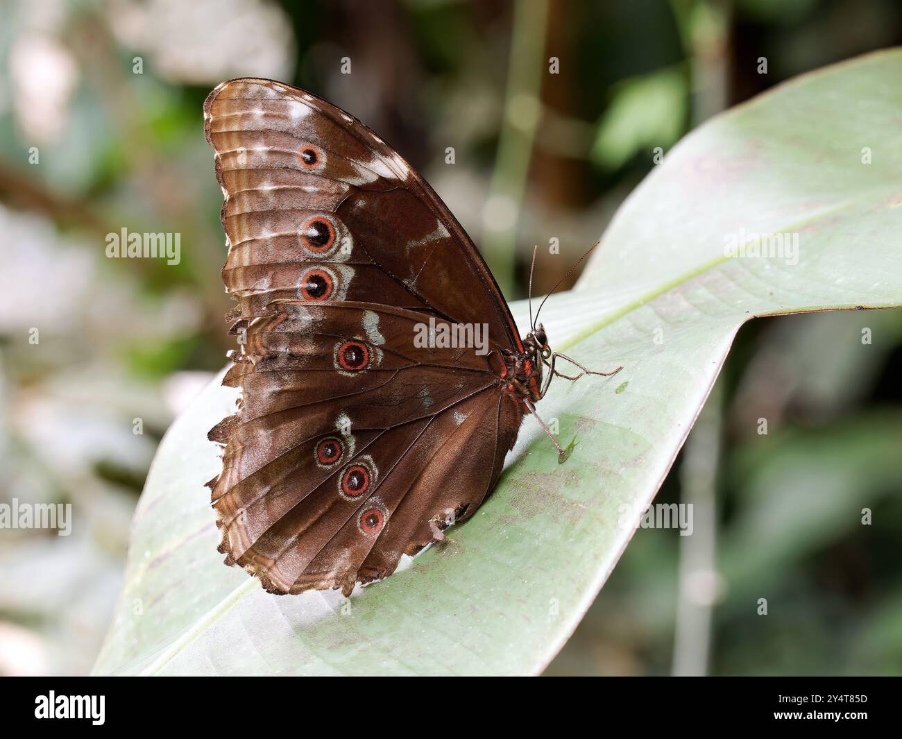 Menelaus blue morpho, Morpho bleu, Morpho menelaus occidentalis, Yasuní ...