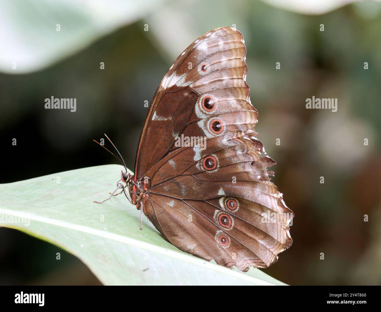 Menelaus blue morpho, Morpho bleu, Morpho menelaus occidentalis, Yasuní National Park, Ecuador ...
