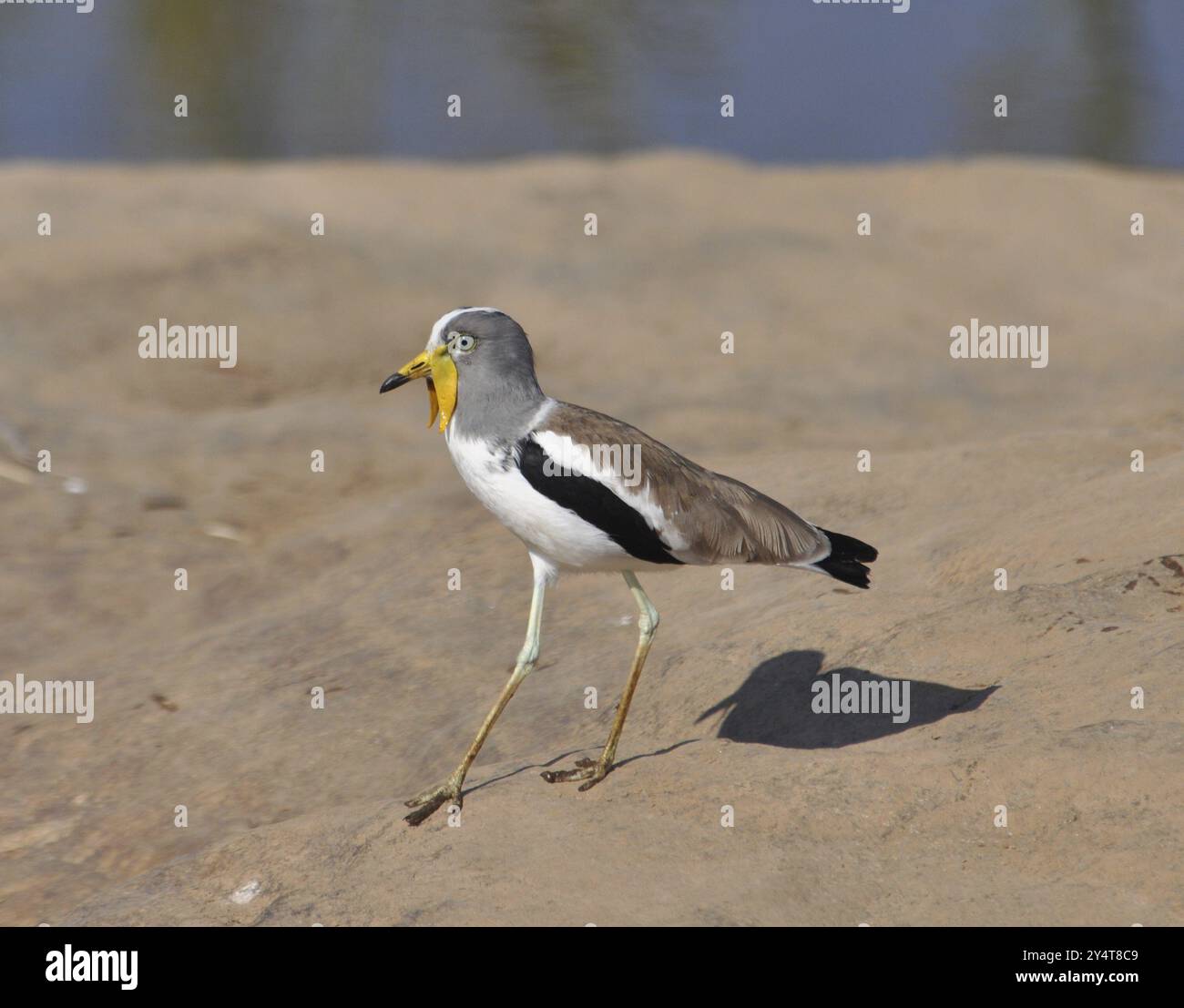 White headed lapwings hi-res stock photography and images - Alamy