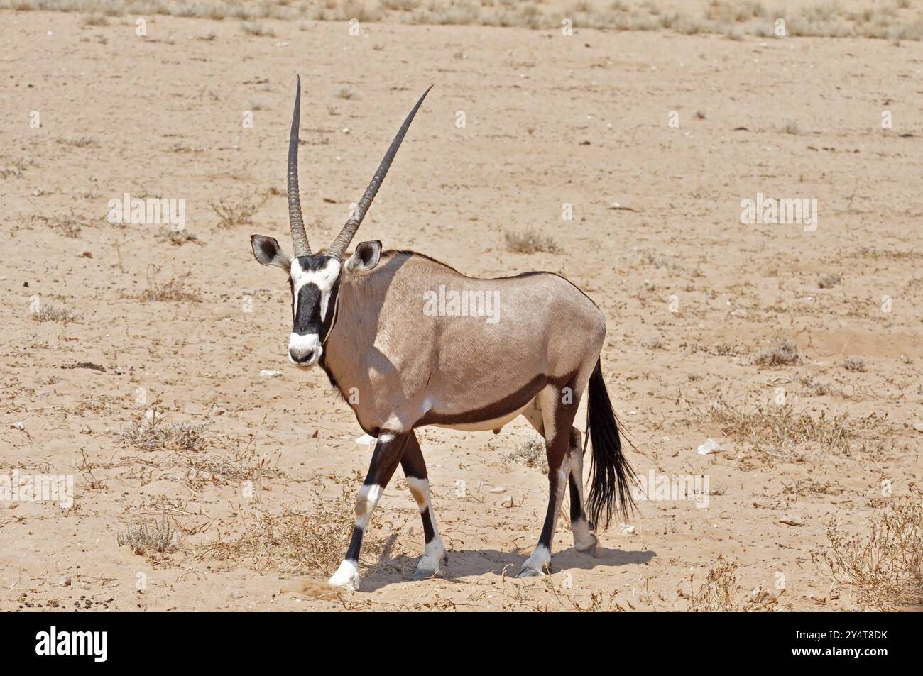 Male Gemsbok Antelope in the Kgalagadi Transfrontier Park, Southern ...