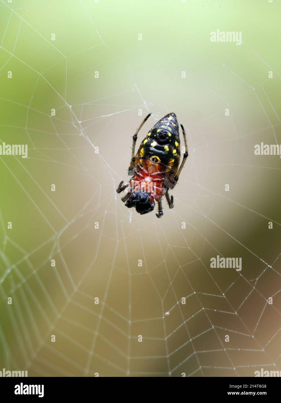 orb-weaver spider, Alpaida bicornuta, Yasuní National Park, Ecuador ...