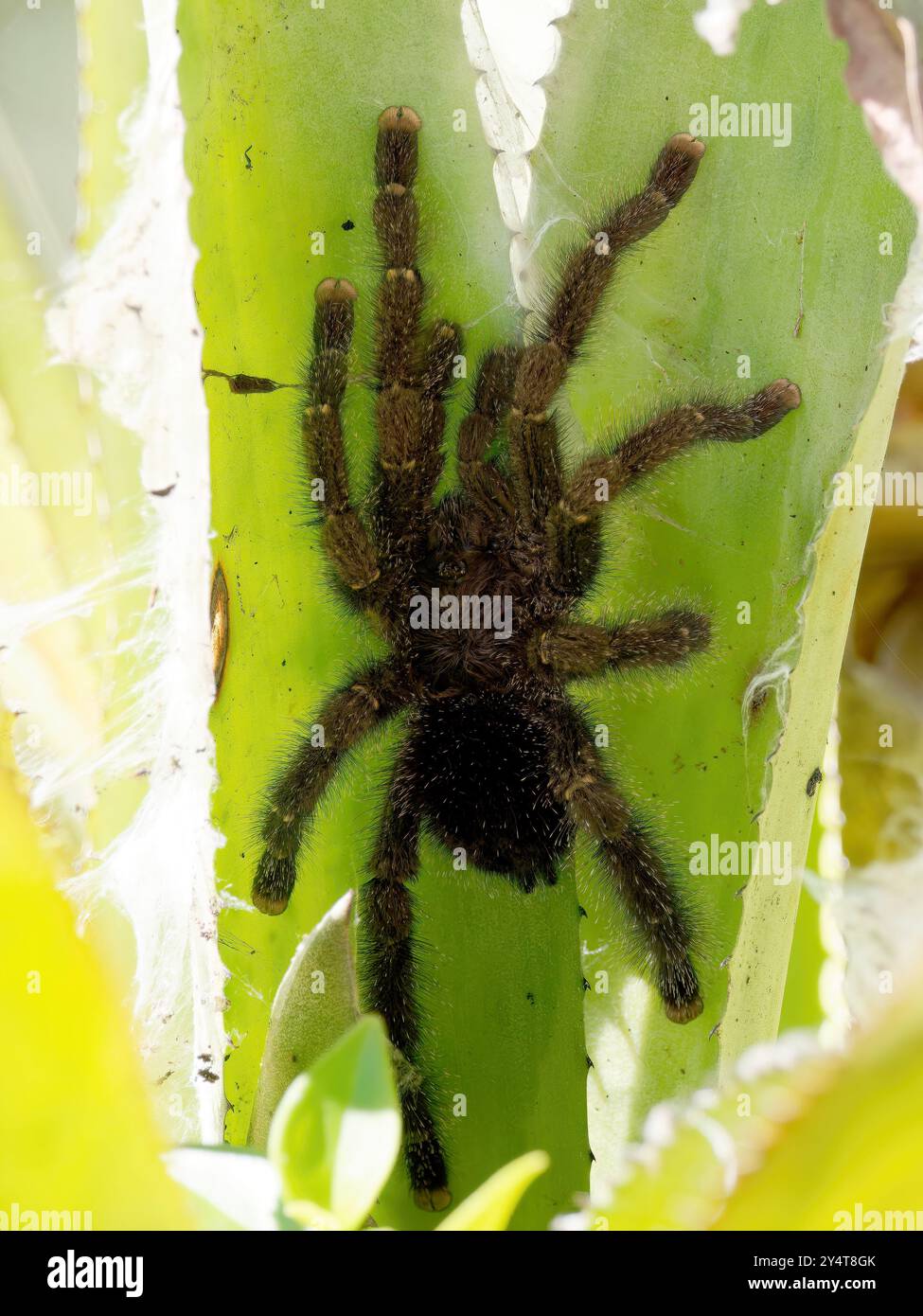 Amazonian pink toe spider, Peruvian pinktoe tarantula, Avicularia ...