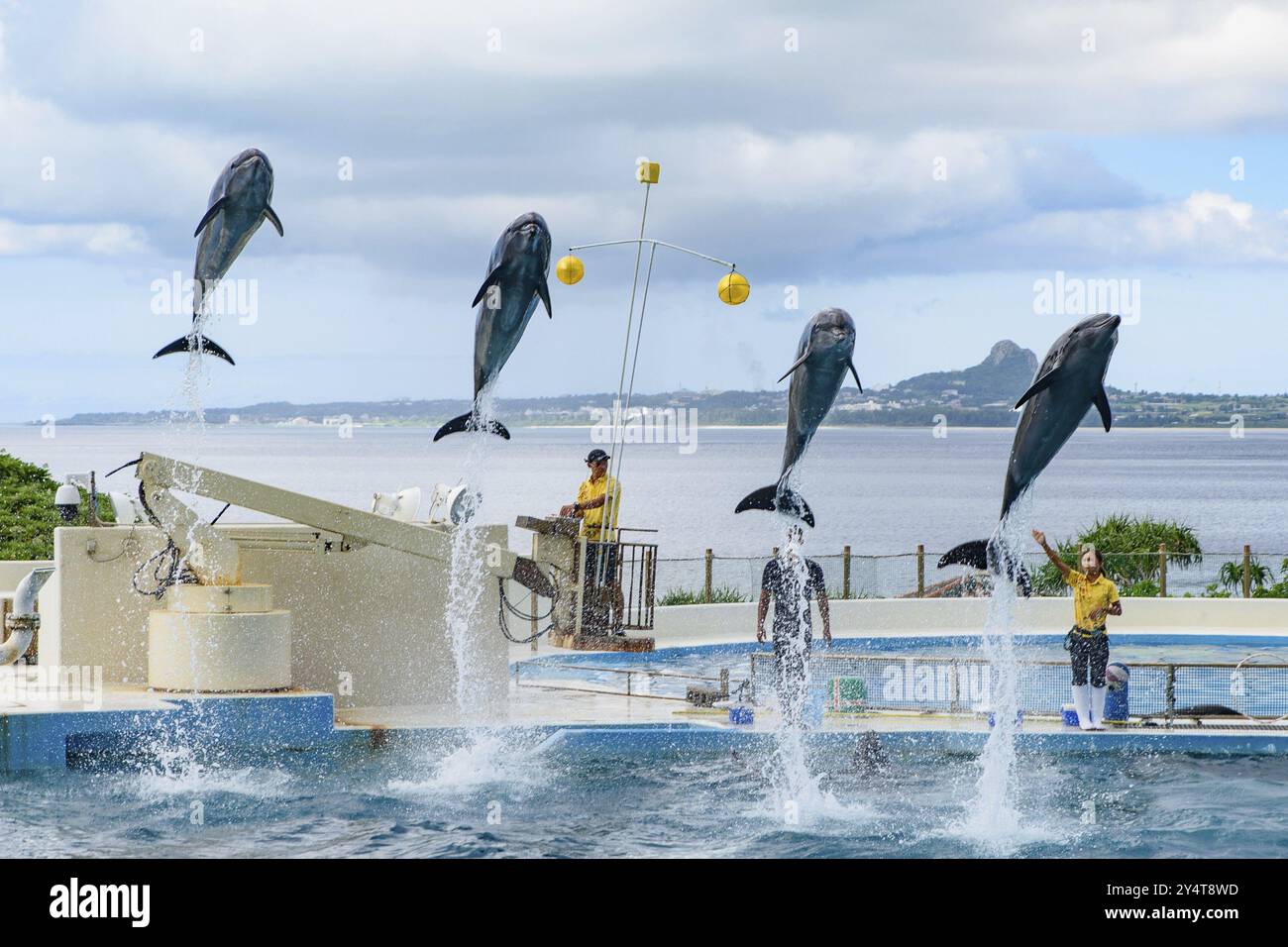 Dolphin Show (Okichan Theater) in Okinawa Churaumi Aquarium Stock Photo ...