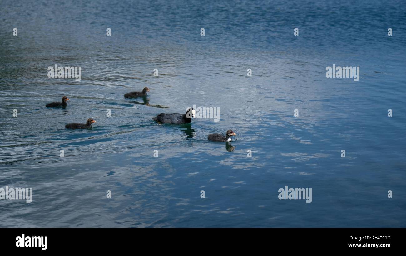 Family of four ducklings swimming together with mother duck on a lake ...