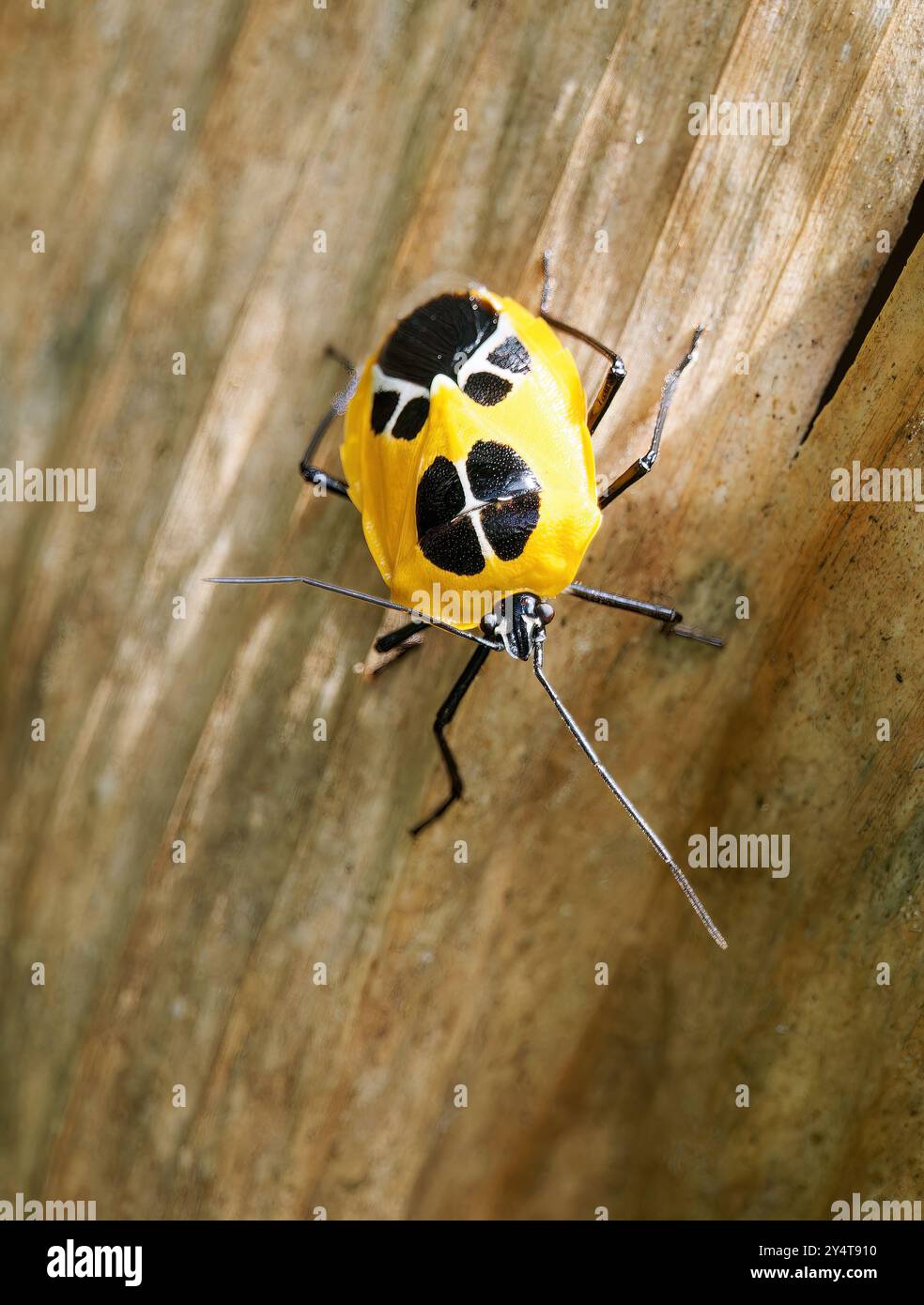Pretty shield bug, Runibia decorata, poloska, Yasuní National Park ...