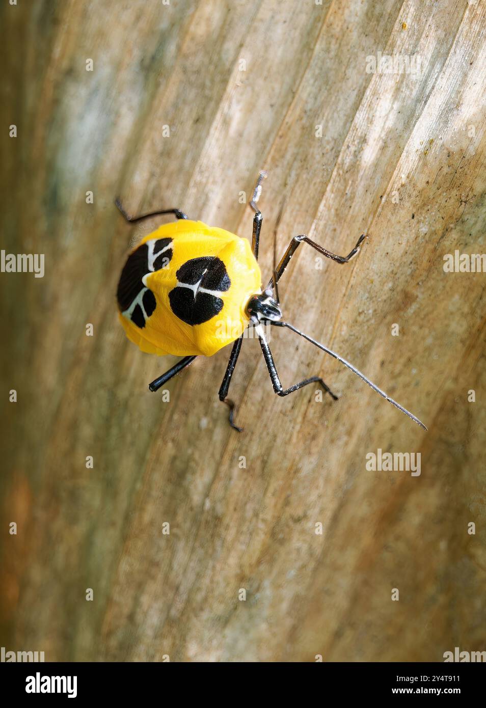 Pretty shield bug, Runibia decorata, poloska, Yasuní National Park ...