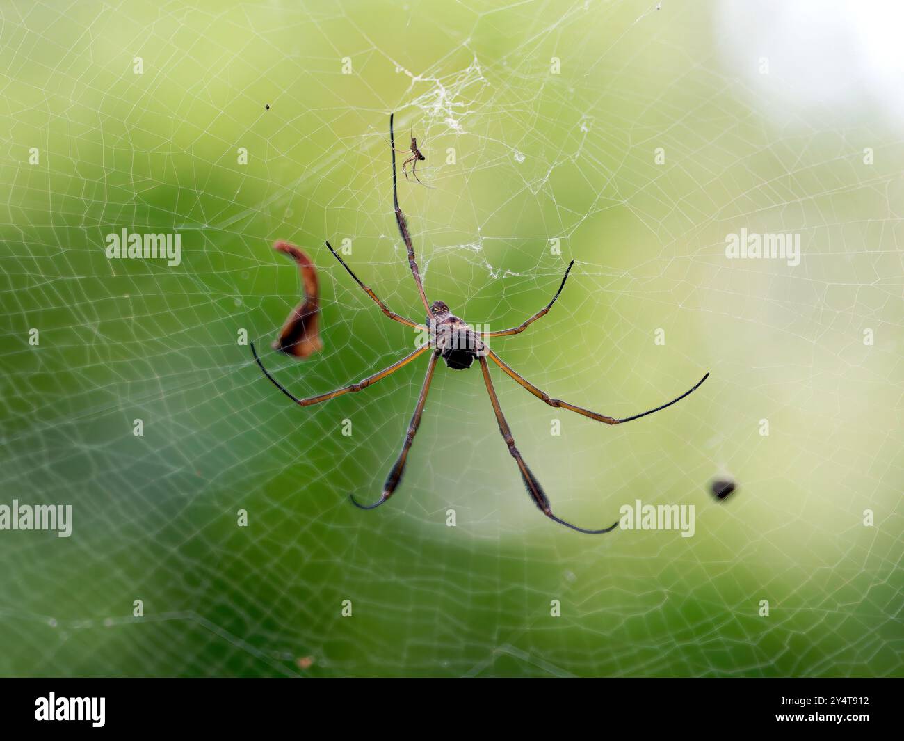 golden silk orb-weaver, golden silk spider, Goldene Seidenspinne ...