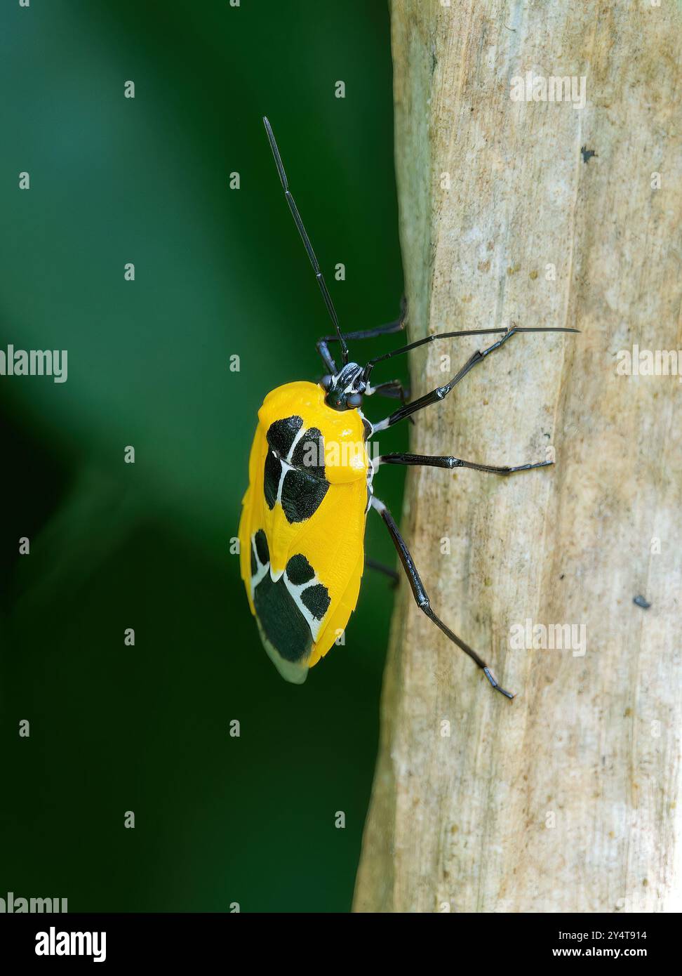 Pretty shield bug, Runibia decorata, poloska, Yasuní National Park ...