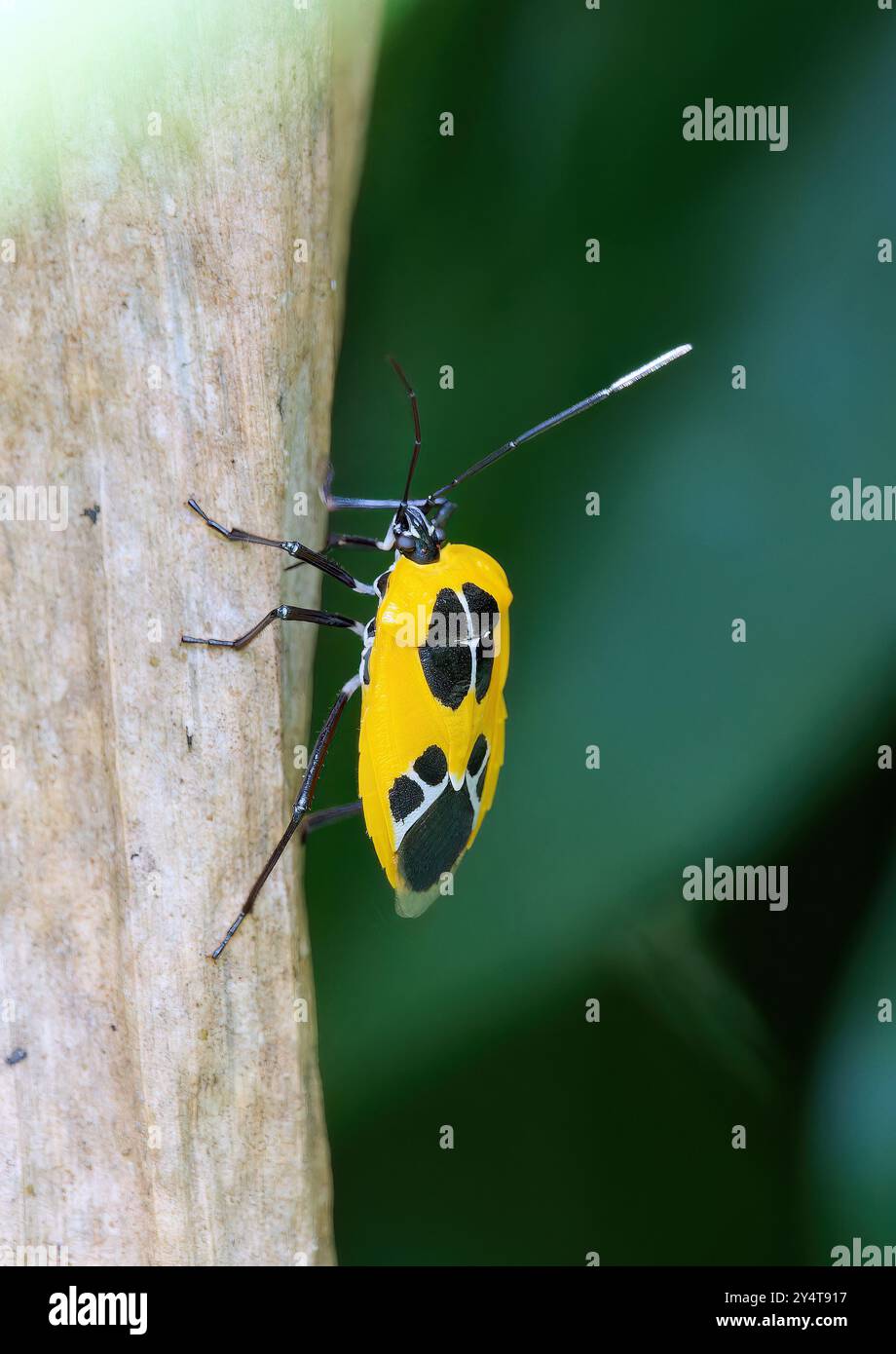 Pretty shield bug, Runibia decorata, poloska, Yasuní National Park ...