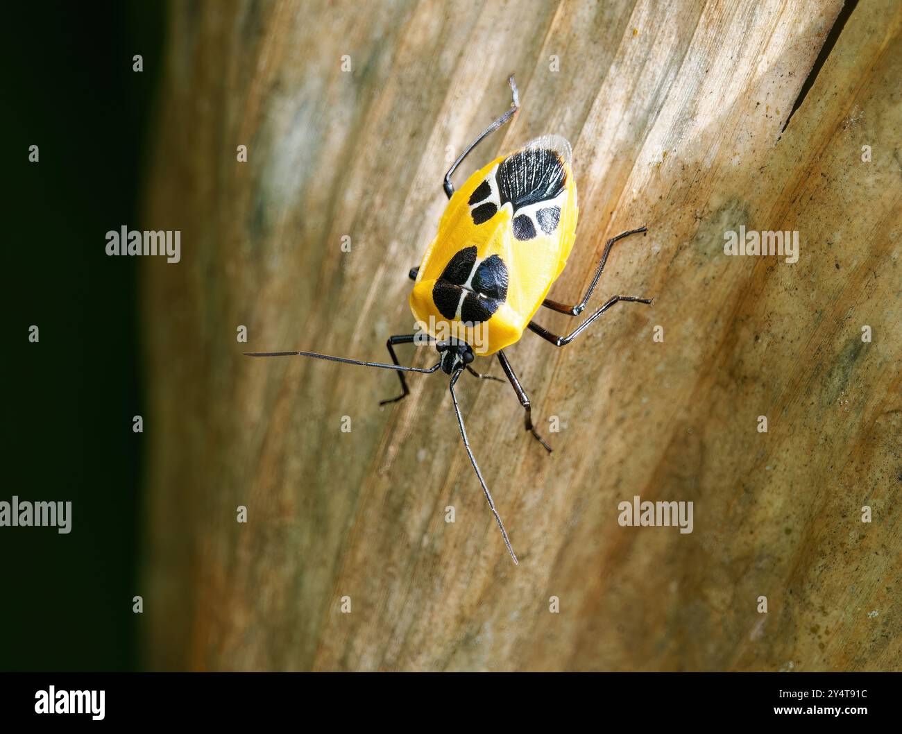 Pretty shield bug, Runibia decorata, poloska, Yasuní National Park ...