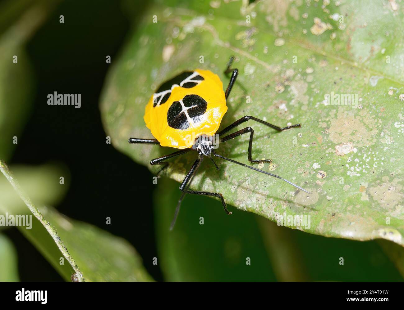 Pretty shield bug, Runibia decorata, poloska, Yasuní National Park ...
