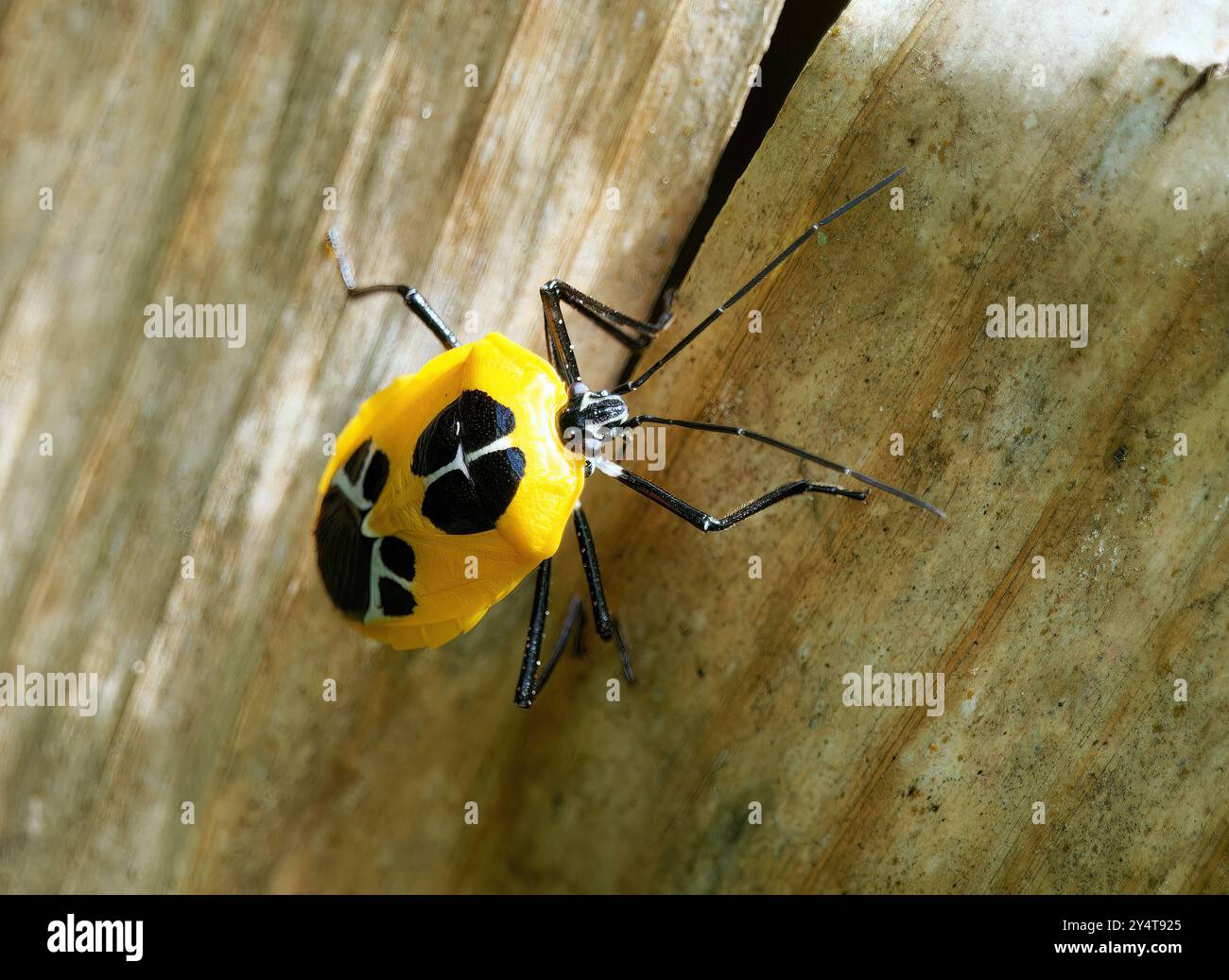 Pretty shield bug, Runibia decorata, poloska, Yasuní National Park ...