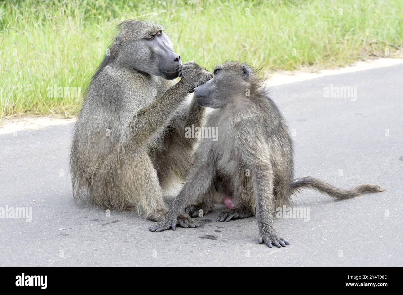 Two wild chacma baboons grooming in the Kruger Park, South Africa ...