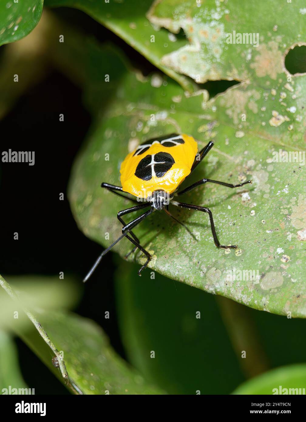 Pretty shield bug, Runibia decorata, poloska, Yasuní National Park ...