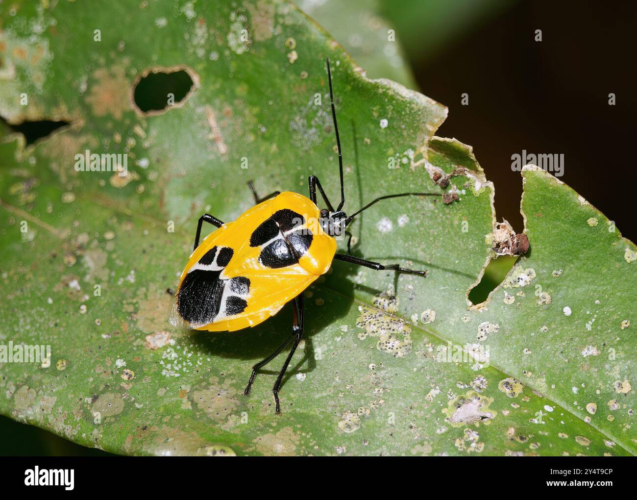 Pretty shield bug, Runibia decorata, poloska, Yasuní National Park ...
