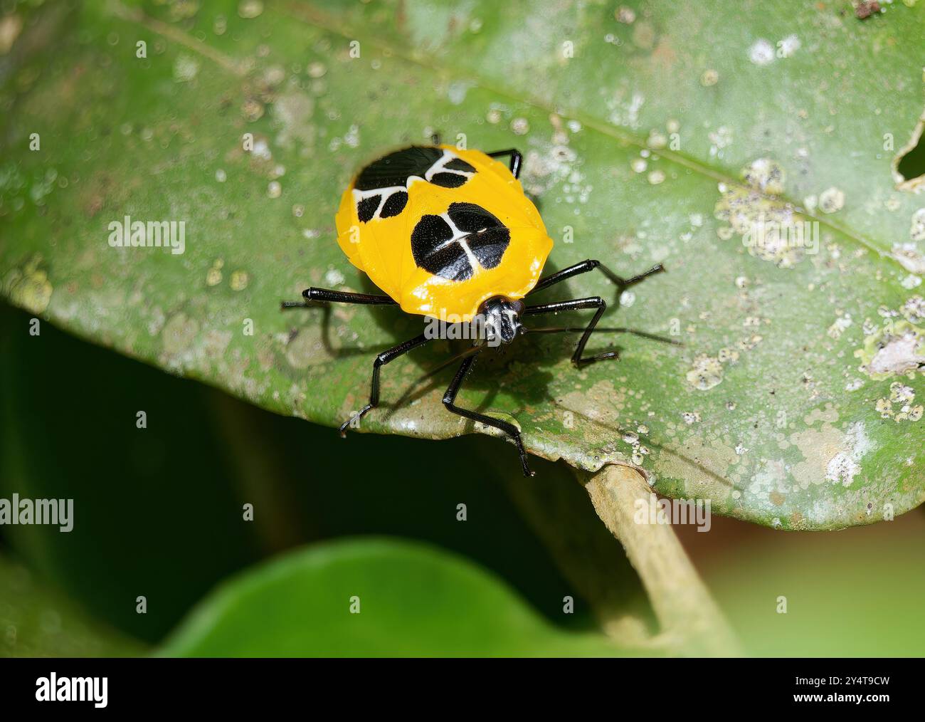Pretty shield bug, Runibia decorata, poloska, Yasuní National Park ...