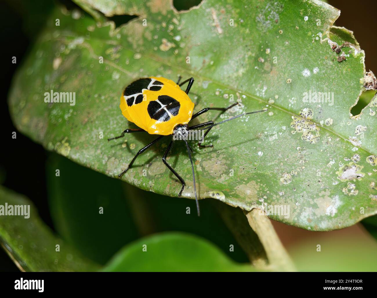 Pretty shield bug, Runibia decorata, poloska, Yasuní National Park ...