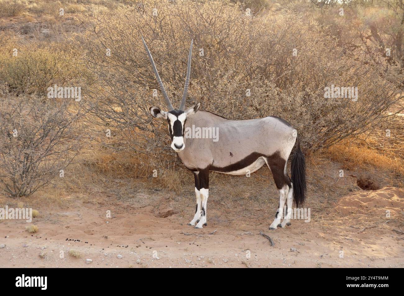 Female Gemsbok Antelope in the Kgalagadi Transfrontier Park, Southern ...