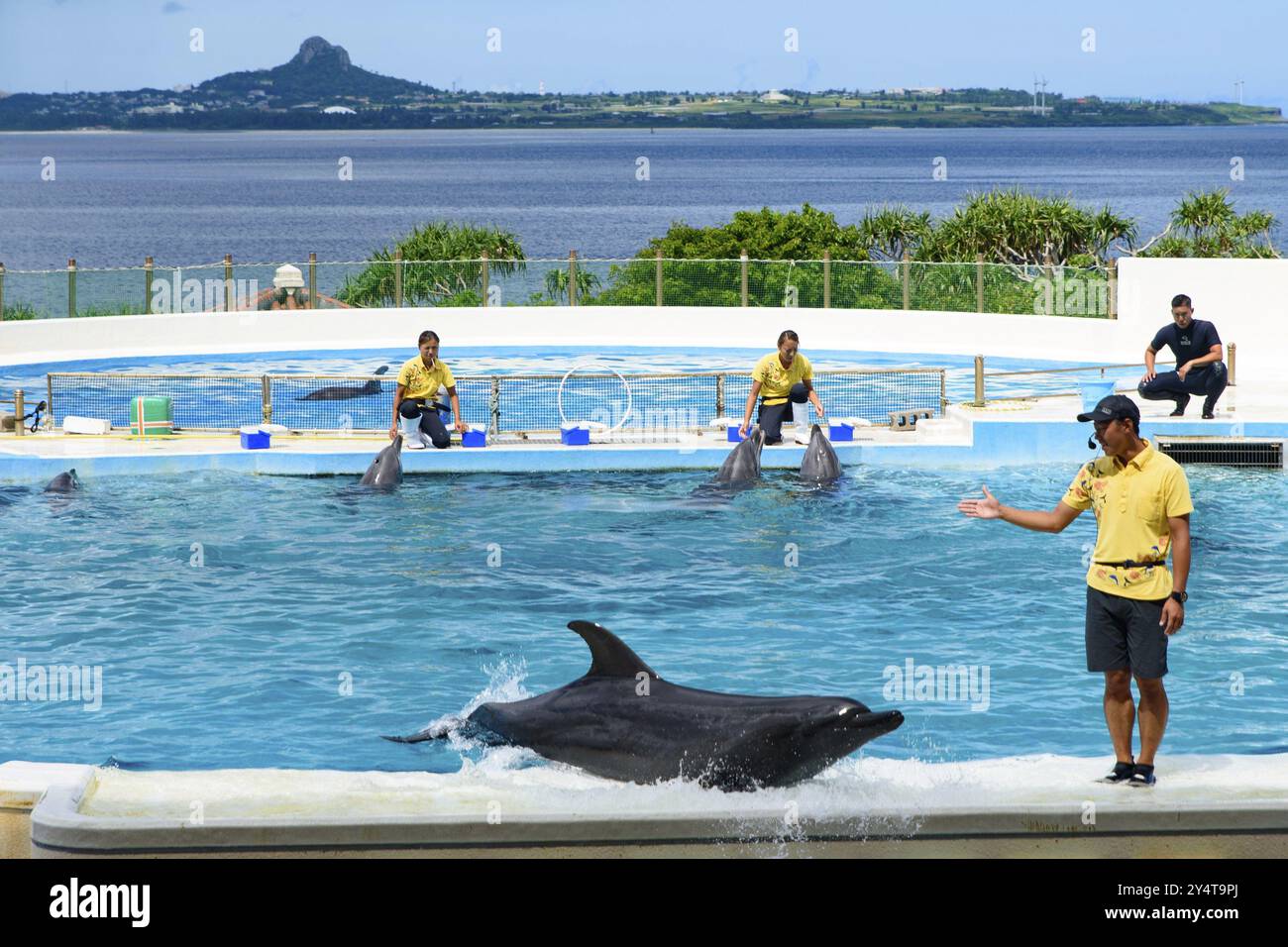 Dolphin Show (Okichan Theater) in Okinawa Churaumi Aquarium Stock Photo ...