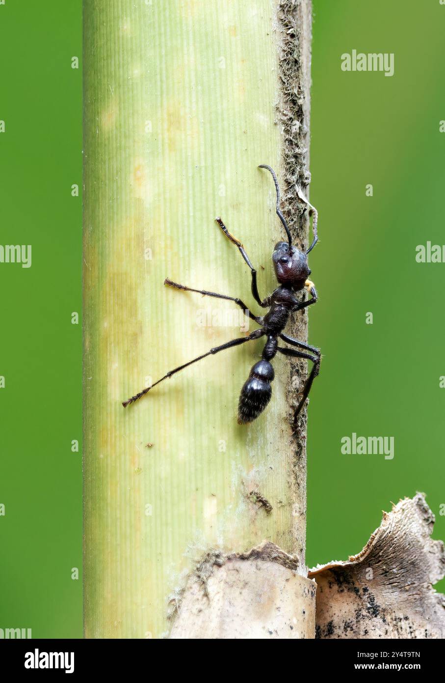 bullet ant, 24-Stunden-Ameise, Paraponera clavata, trópusi bikahangya ...