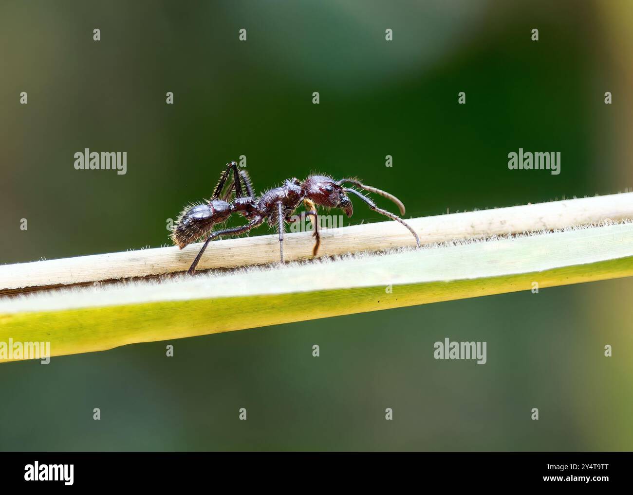bullet ant, 24-Stunden-Ameise, Paraponera clavata, trópusi bikahangya ...